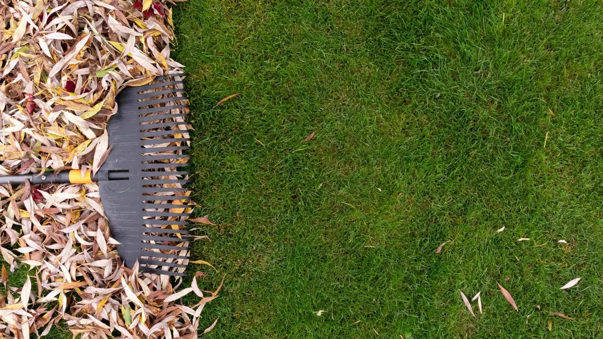 How to Choose the Best Lawn Type for Your Home in Victoria